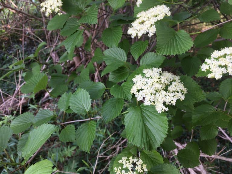 Live Stake, Arrowwood Viburnum - plants for EVERYONE
